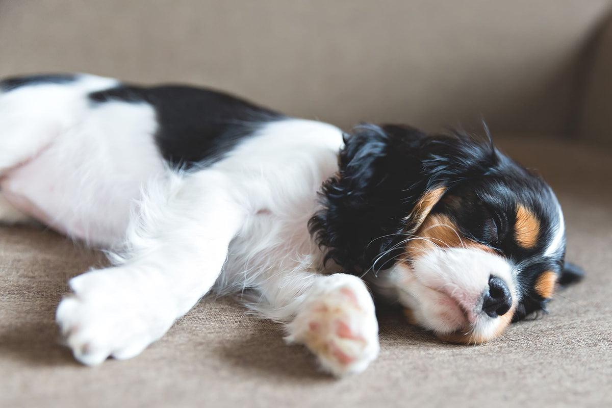 SLEEPING DOGS: Where, When and How Often? — Wholesome Canine