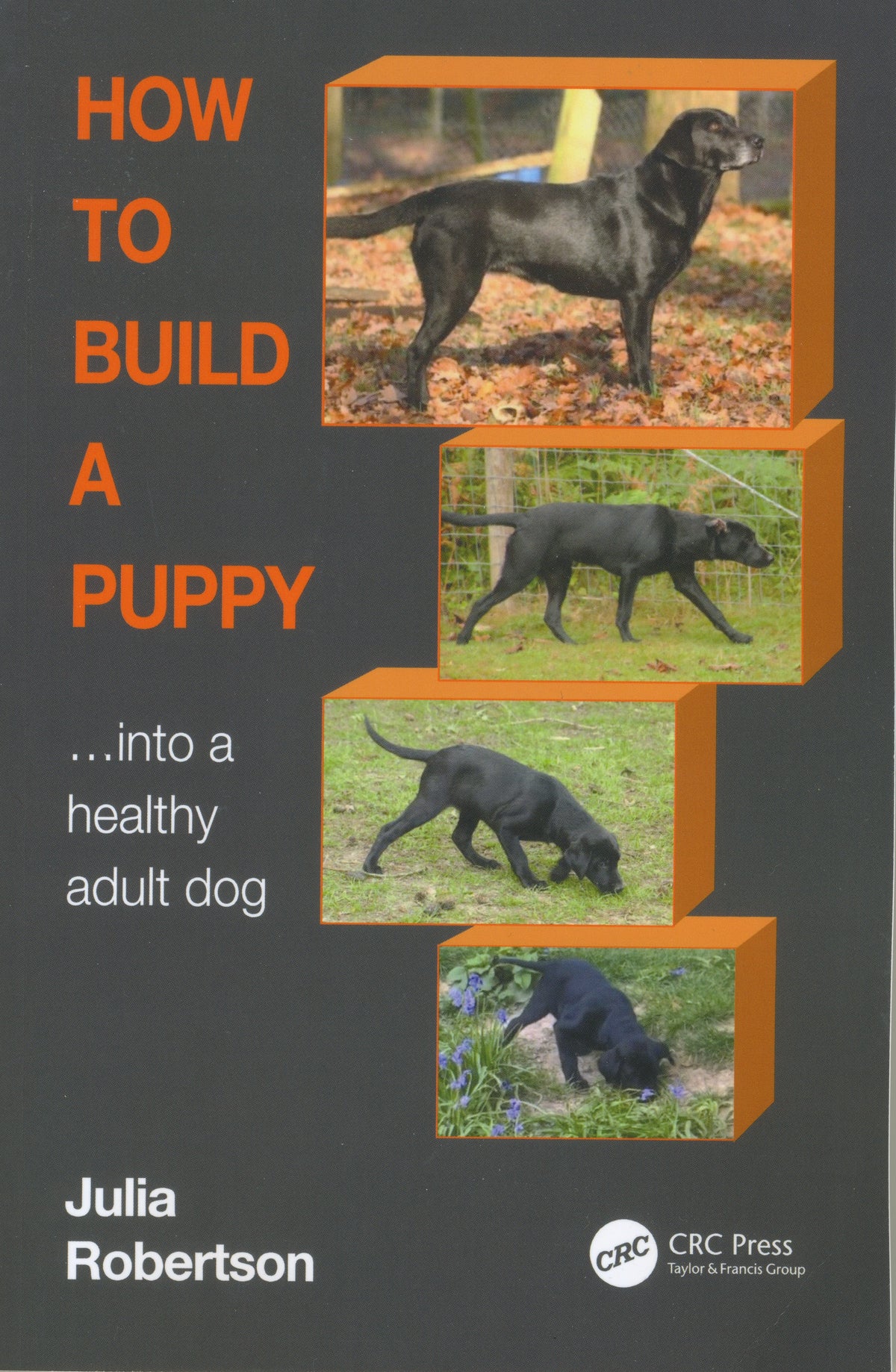 How to Build a Puppy Into a healthy adult dog — Wholesome Canine